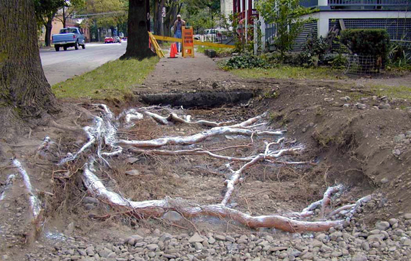 How We Repair Root Problems Under a Driveway - K & K Asphalt